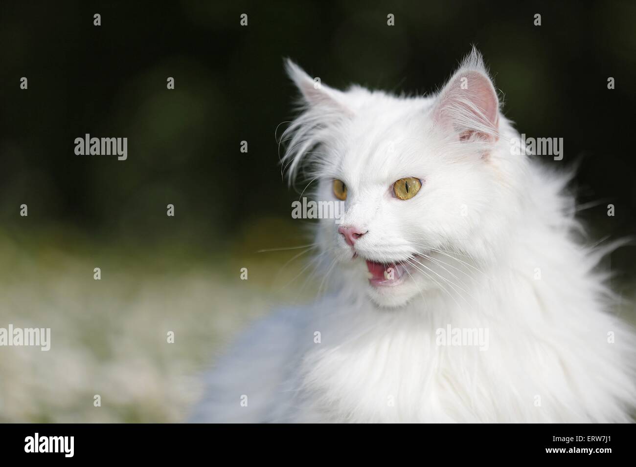 Portrait of a Siberian Cat Stock Photo - Alamy