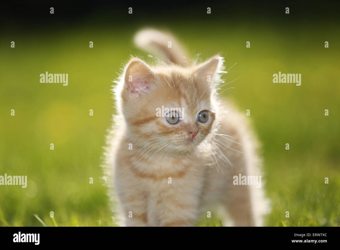 Ginger cat outdoors grass backlight hi-res stock photography and images ...