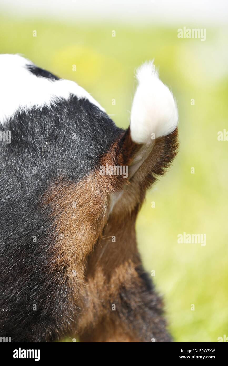 Tail goat hi-res stock photography and images - Alamy