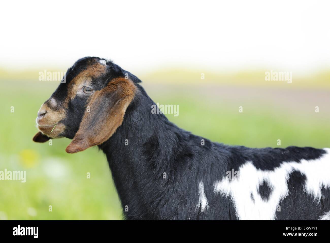 Lop Eared Goat High Resolution Stock Photography and Images - Alamy