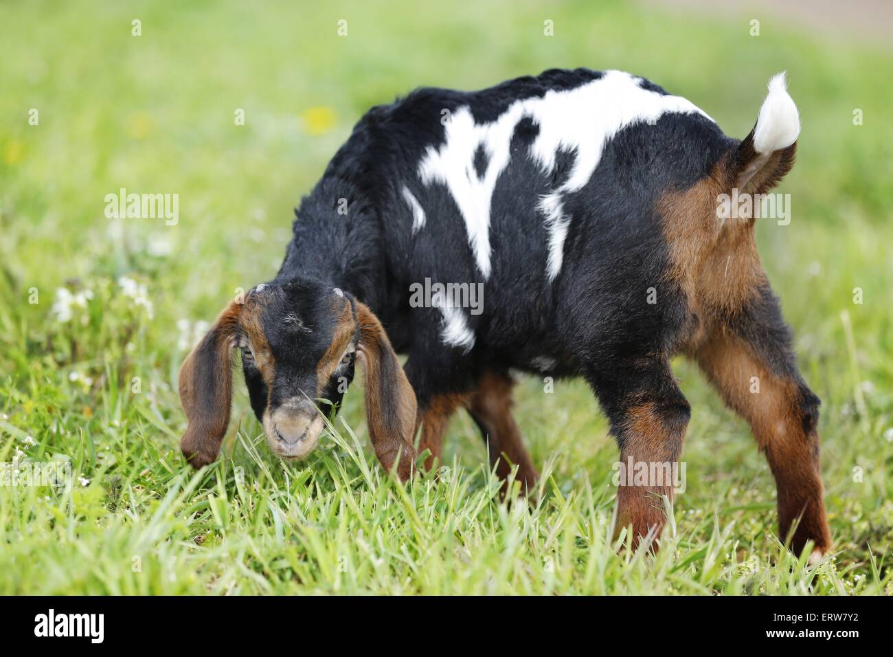 Piebald goats hi-res stock photography and images - Alamy