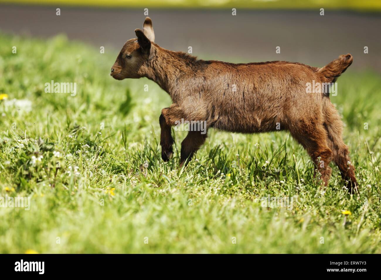 Baby goat running hi-res stock photography and images - Alamy