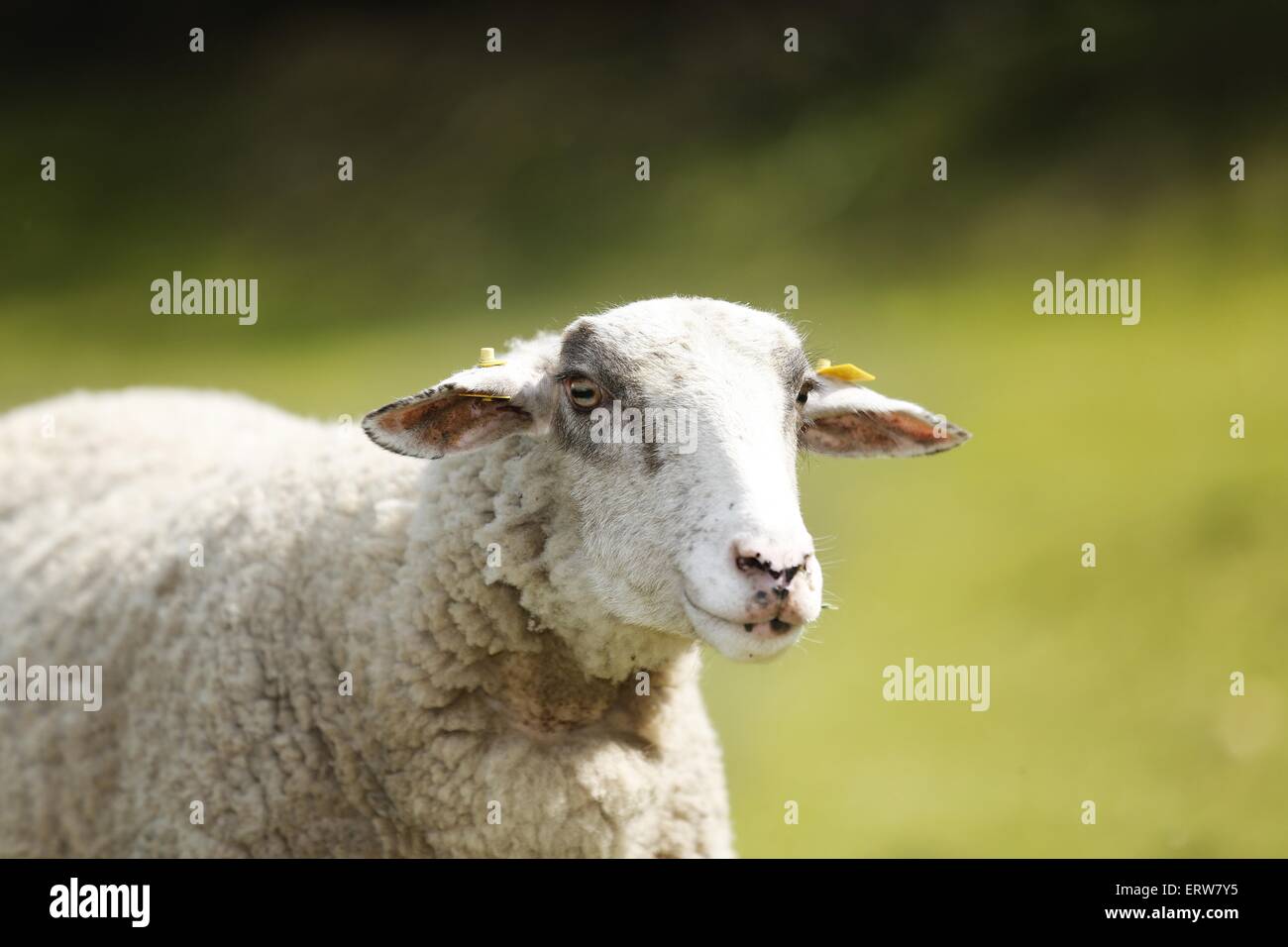 Sheep head side view hi-res stock photography and images - Alamy