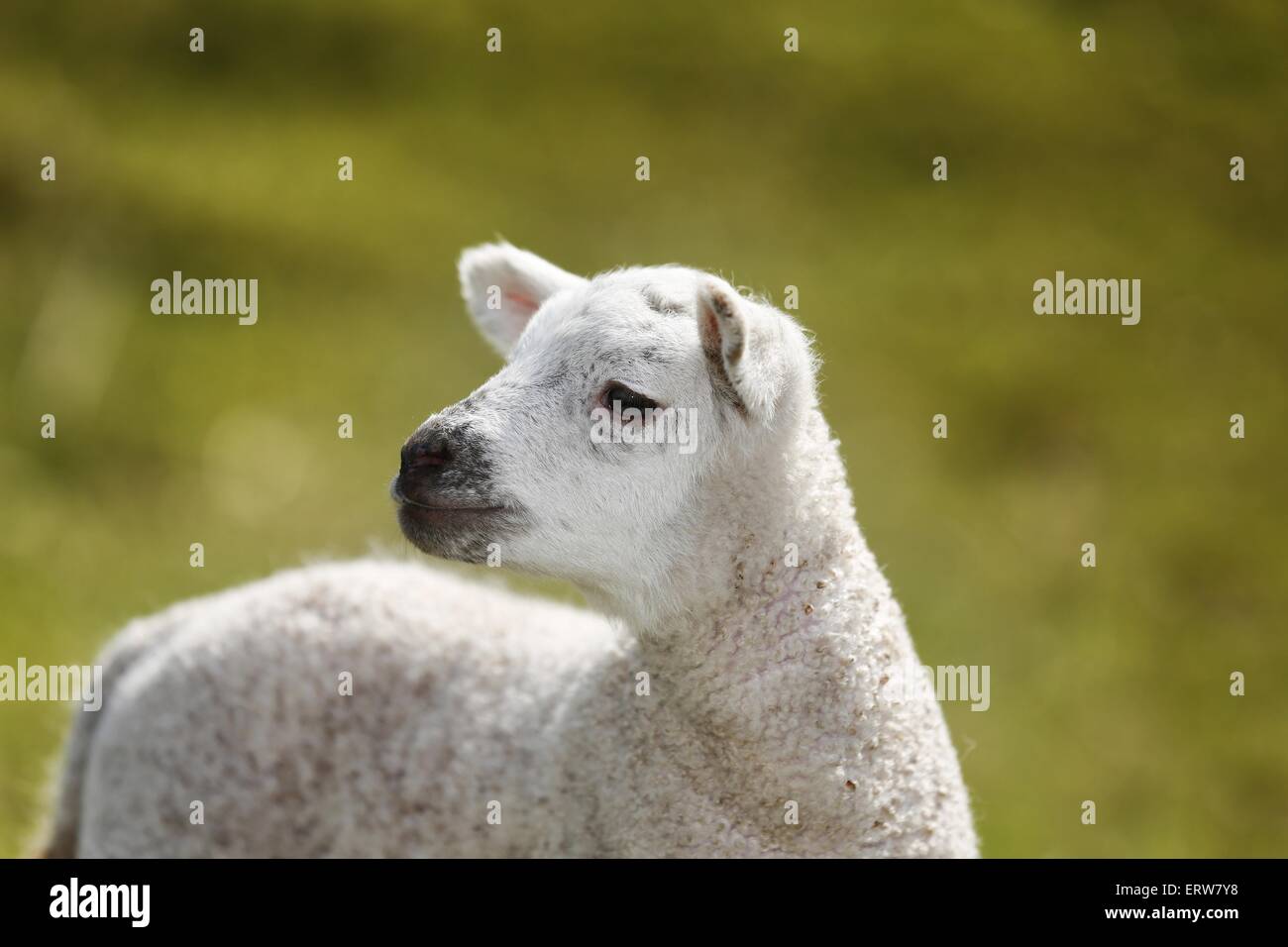 Side view of a lamb hi-res stock photography and images - Alamy