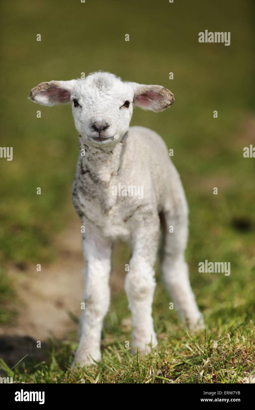 Cute sheep young hi-res stock photography and images - Alamy