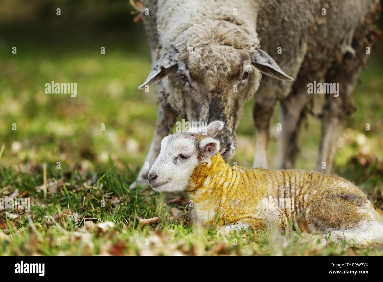 Newborn lamb hi-res stock photography and images - Alamy