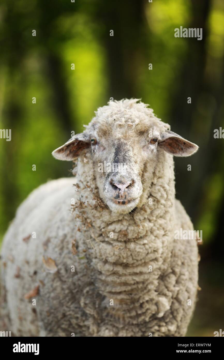 Sheep portraits hi-res stock photography and images - Alamy
