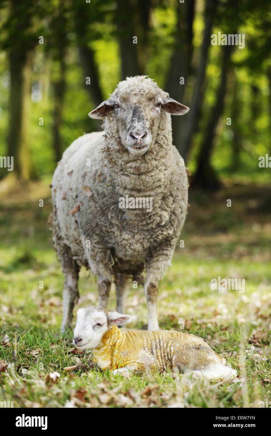Adult baby animals hi-res stock photography and images - Alamy