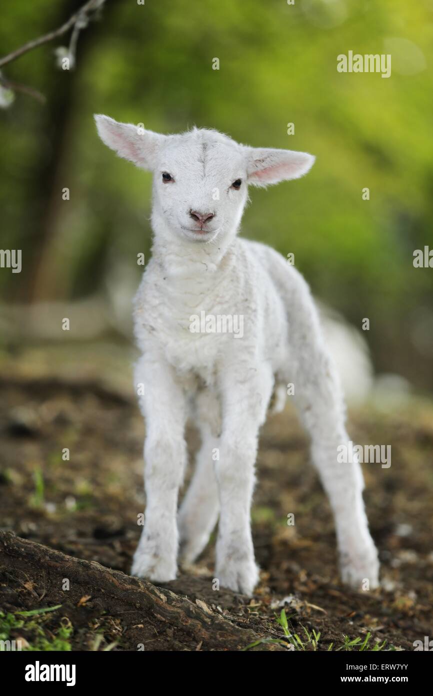 Cute young baby lambs animals sheep hi-res stock photography and images ...