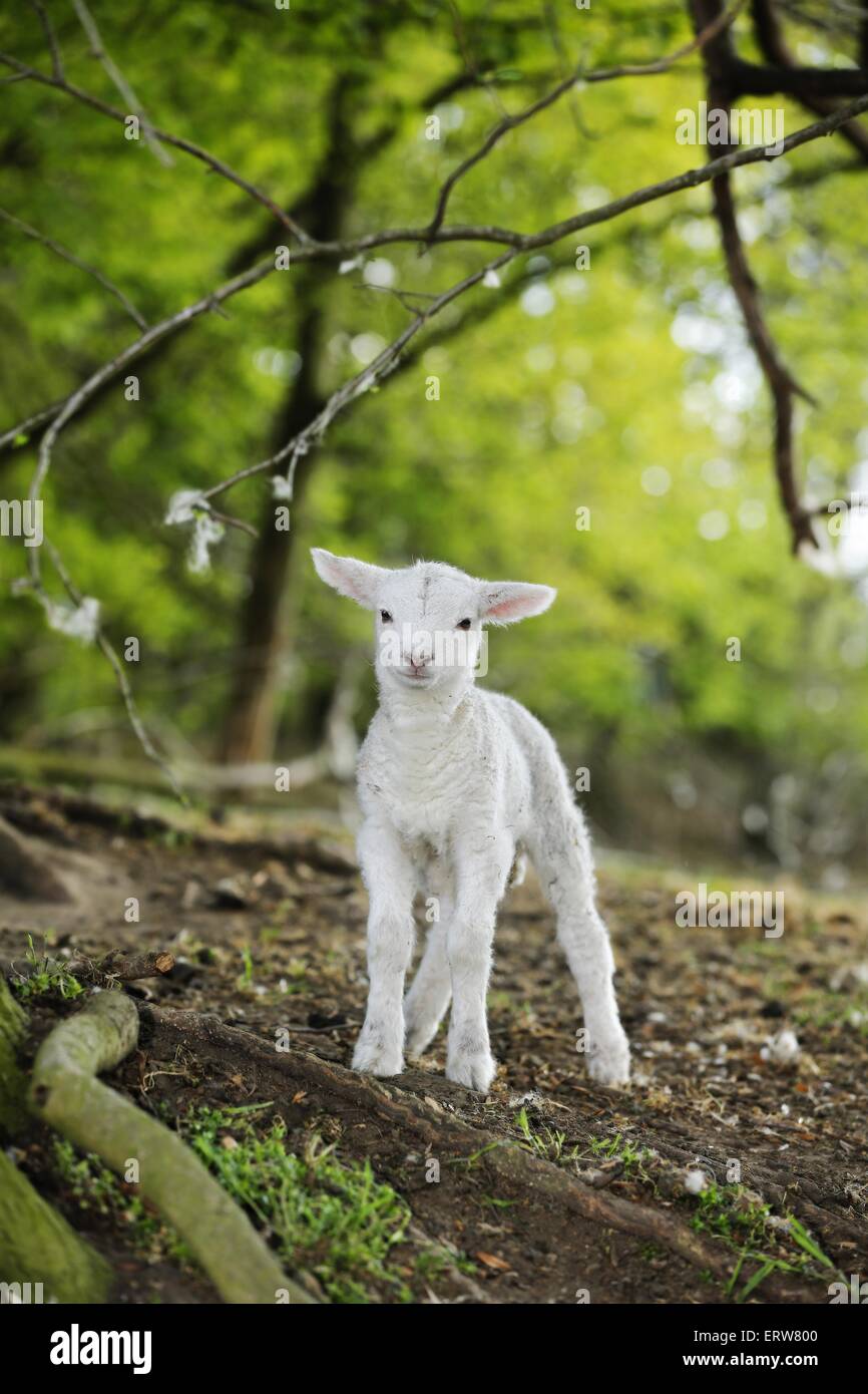 Young farm sheep hi-res stock photography and images - Alamy