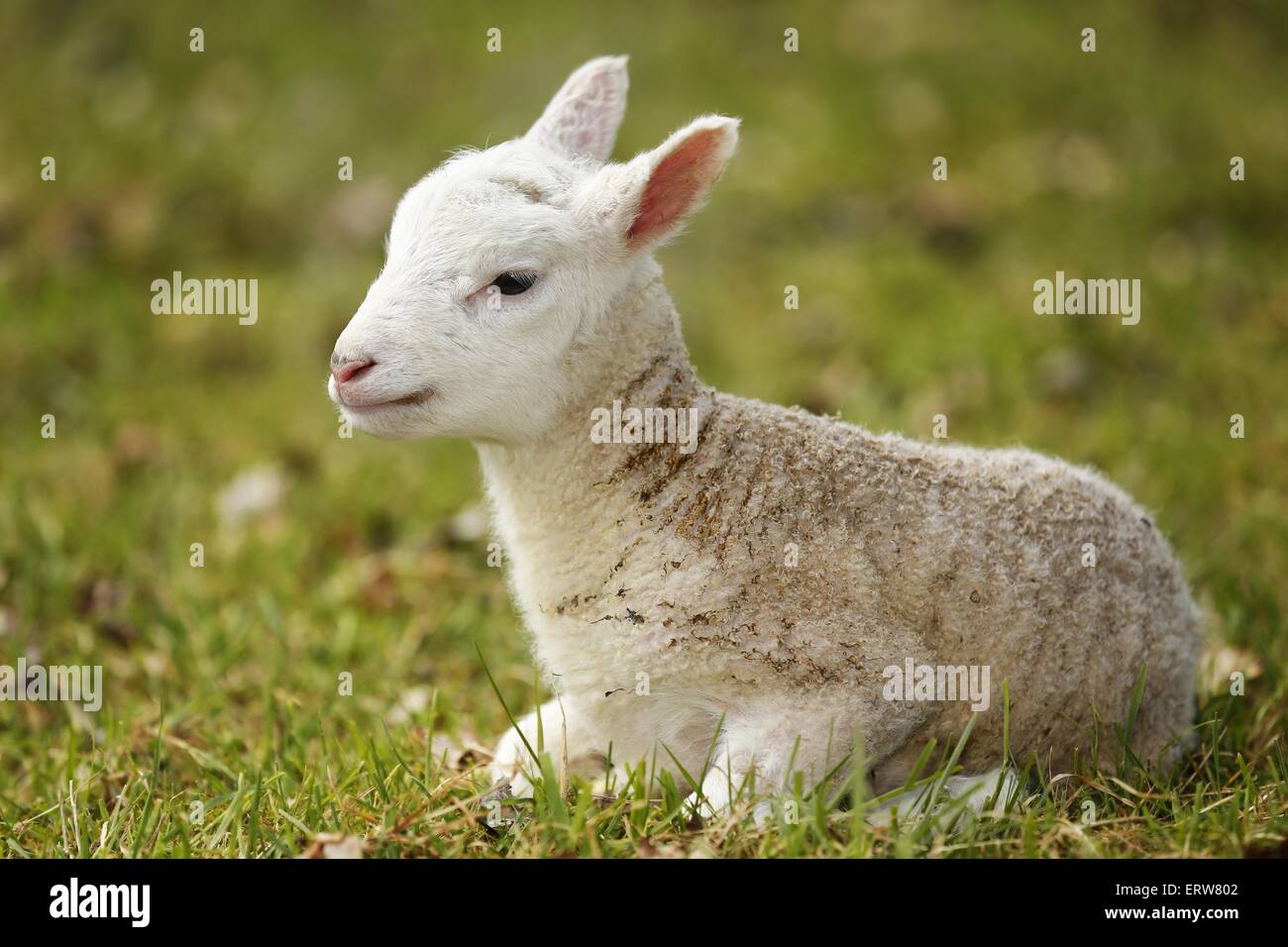 Cute young baby lambs animals sheep hi-res stock photography and images ...