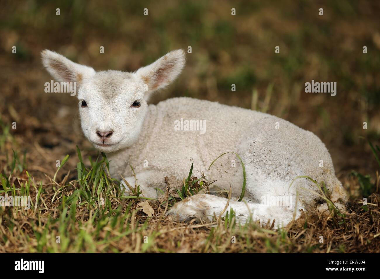 Young farm sheep hi-res stock photography and images - Alamy