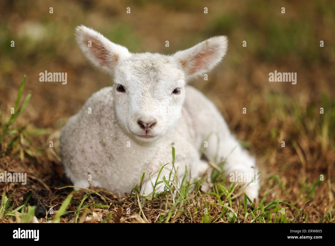 Young farm sheep hi-res stock photography and images - Alamy