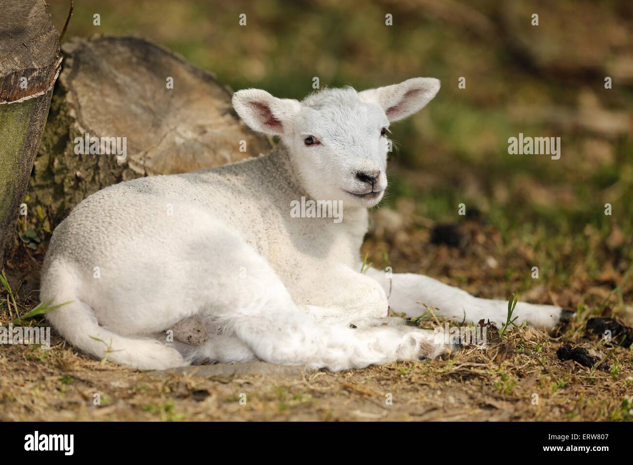 Side view of a lamb hi-res stock photography and images - Alamy