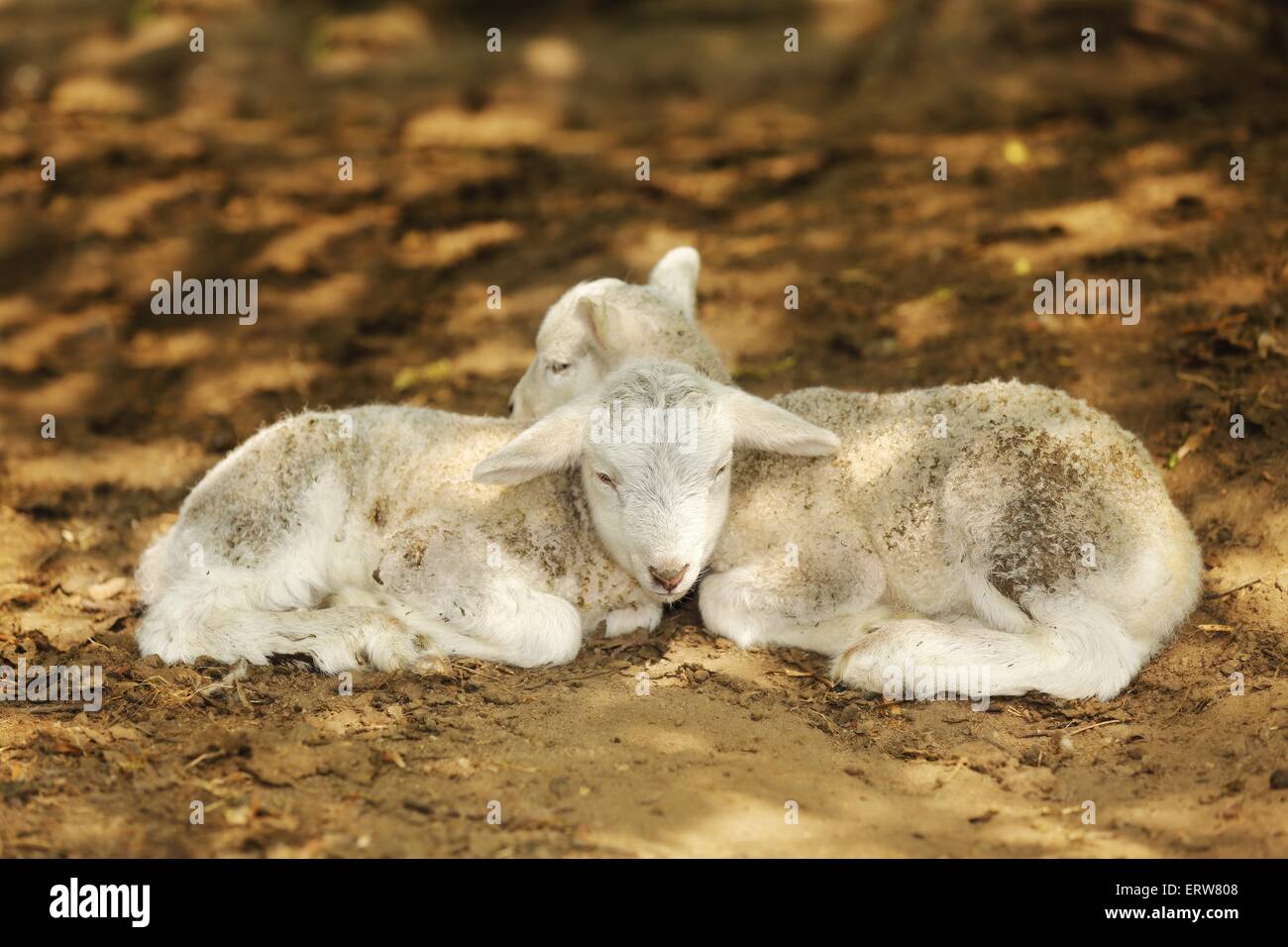 Sheep sleeping hi-res stock photography and images - Alamy