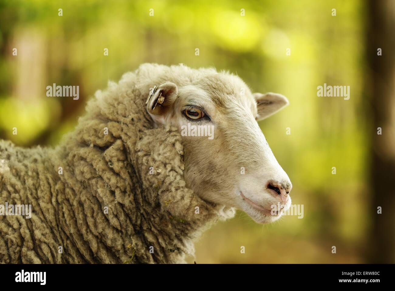 Sheep head profile hi-res stock photography and images - Alamy