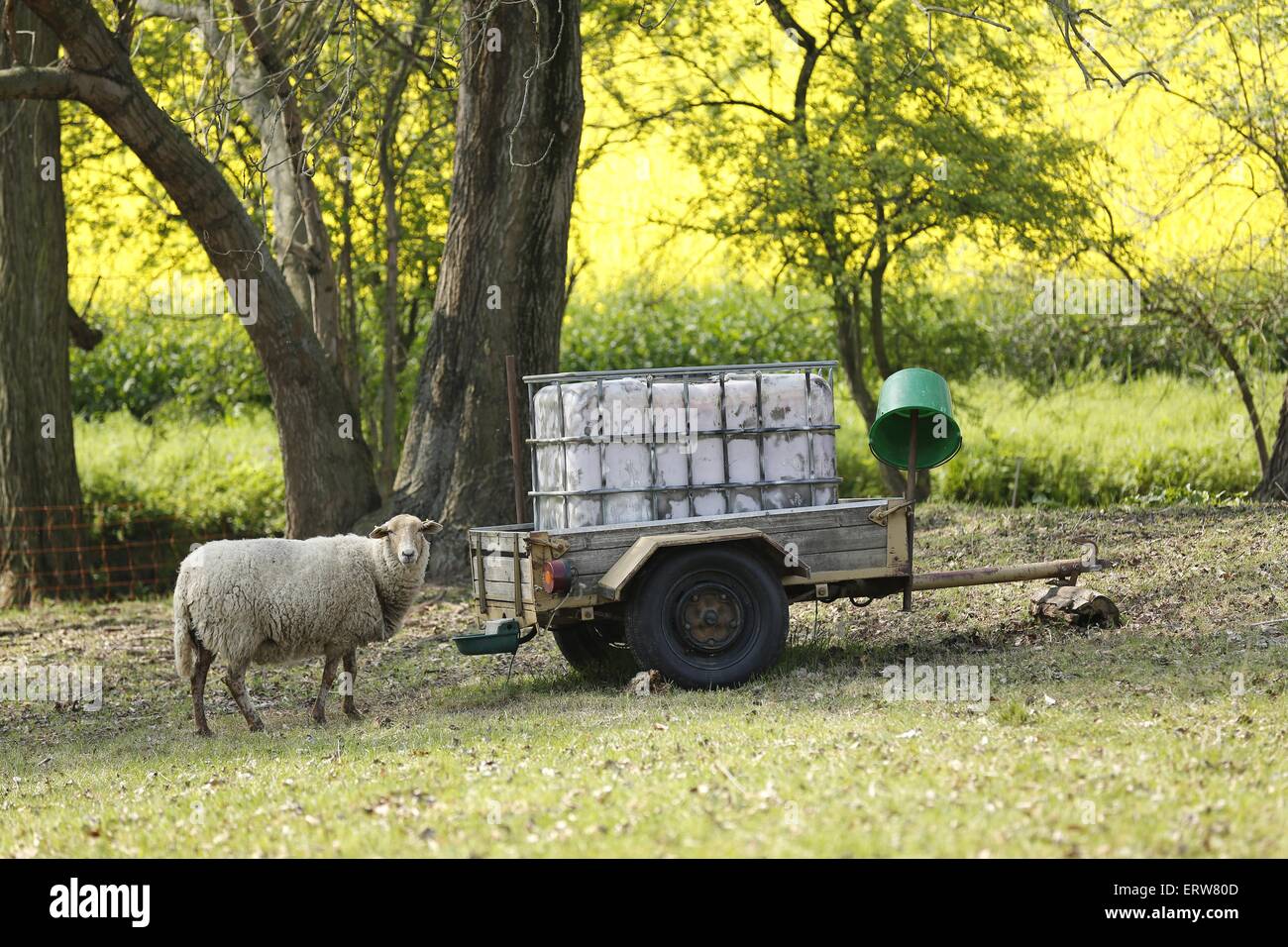 Sheeps drinking troughs hi-res stock photography and images - Alamy