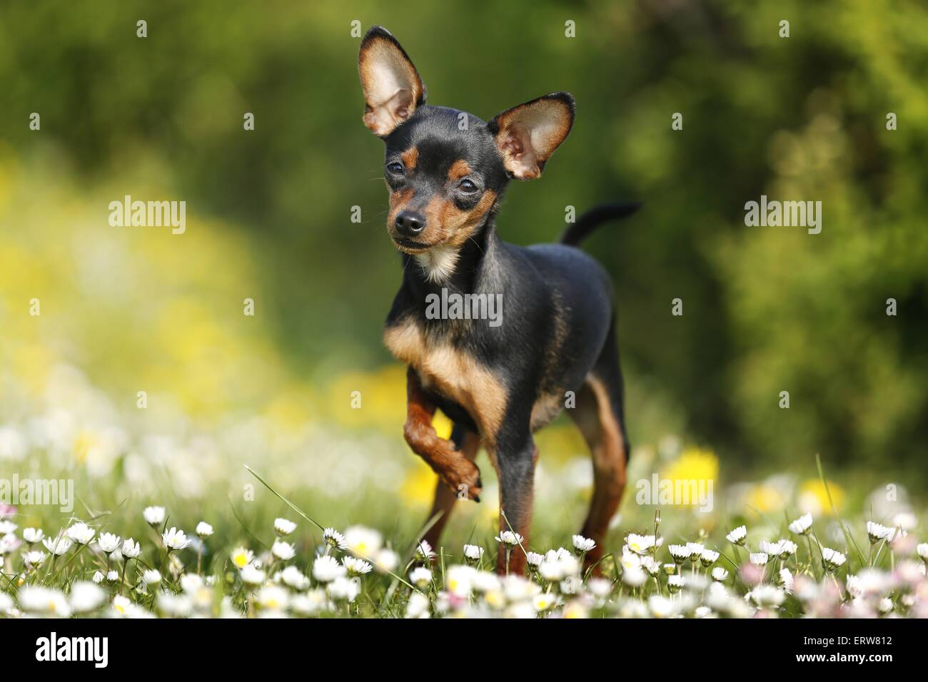 Prague Ratter stands on meadow Stock Photo - Alamy