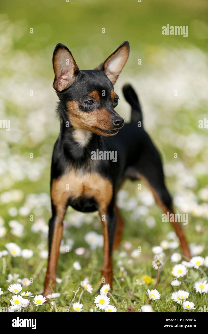 Prague Ratter stands on meadow Stock Photo - Alamy