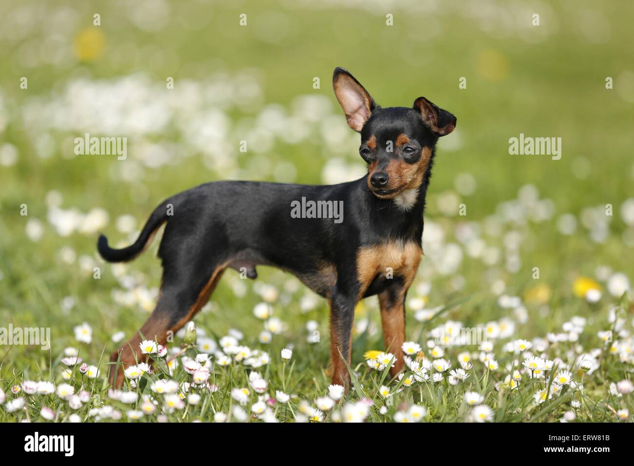 Prague Ratter stands on meadow Stock Photo - Alamy