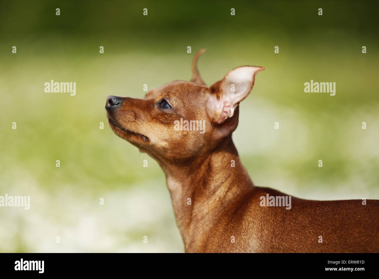 Prague Ratter Portrait Stock Photo - Alamy