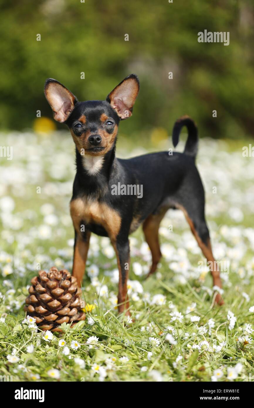 Ratters hi-res stock photography and images - Alamy