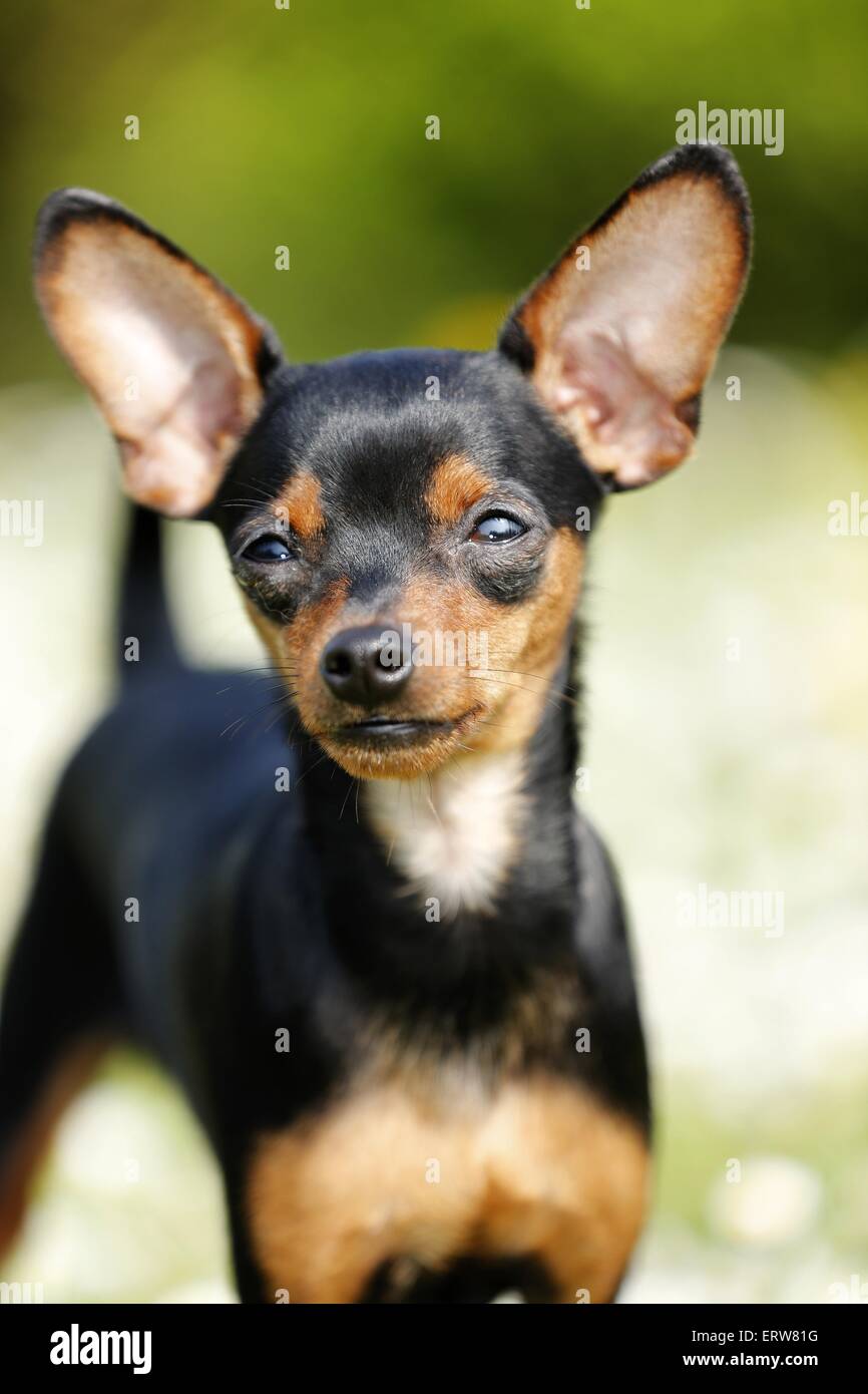 Prague Ratter Portrait Stock Photo - Alamy