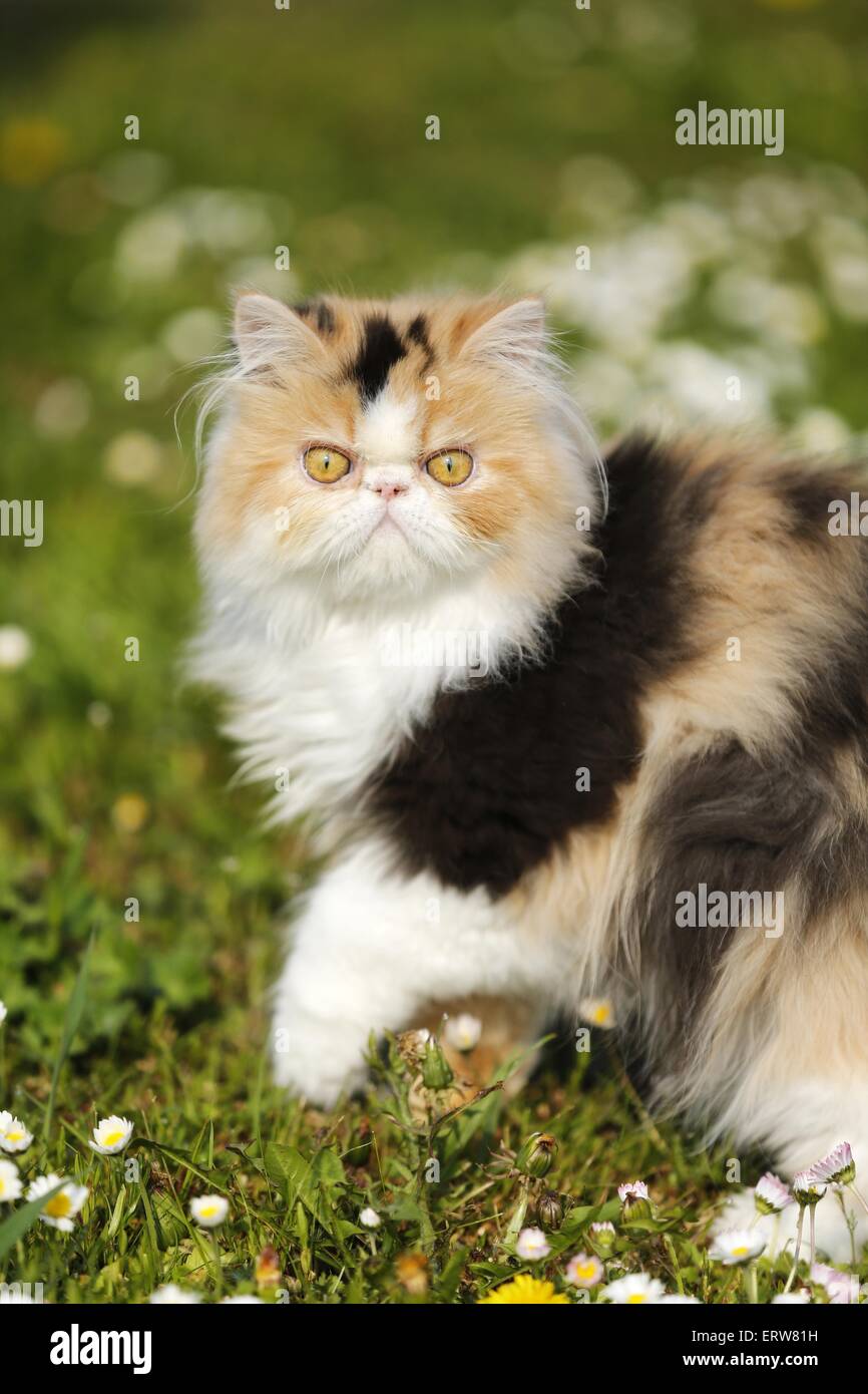Persian Cat on meadow Stock Photo - Alamy