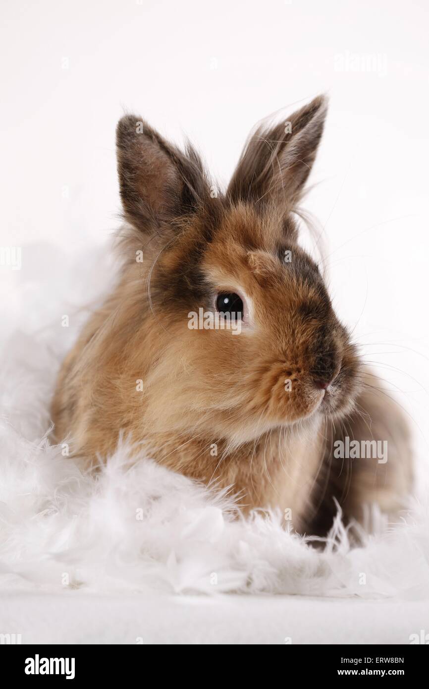 Lion head rabbit hi-res stock photography and images - Alamy