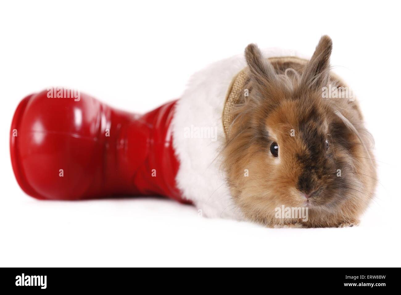 Lion male cut out Cut Out Stock Images & Pictures - Alamy