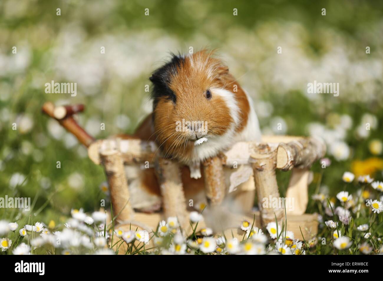 smooth-haired guinea pig Stock Photo - Alamy