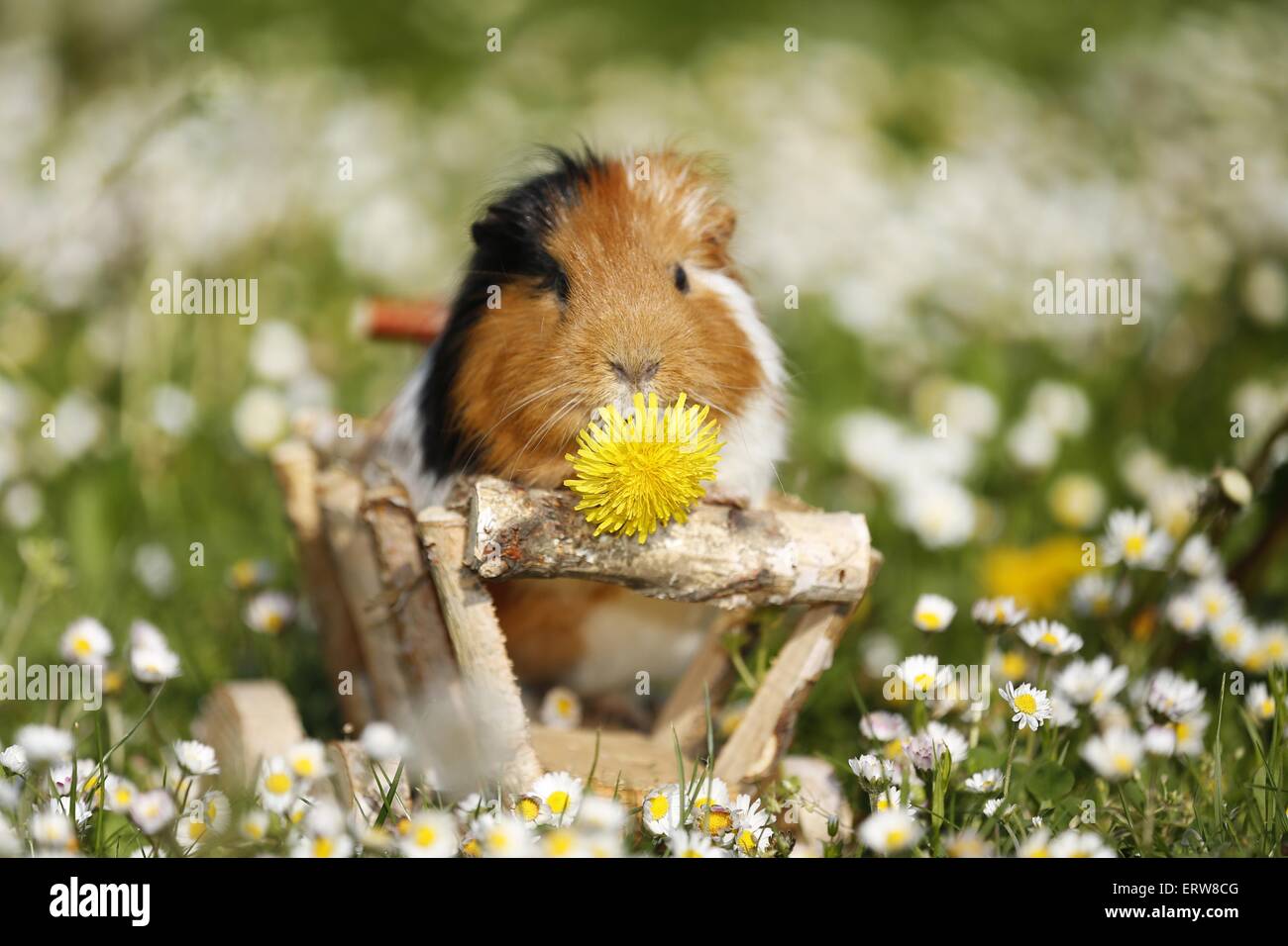 smooth-haired guinea pig Stock Photo - Alamy