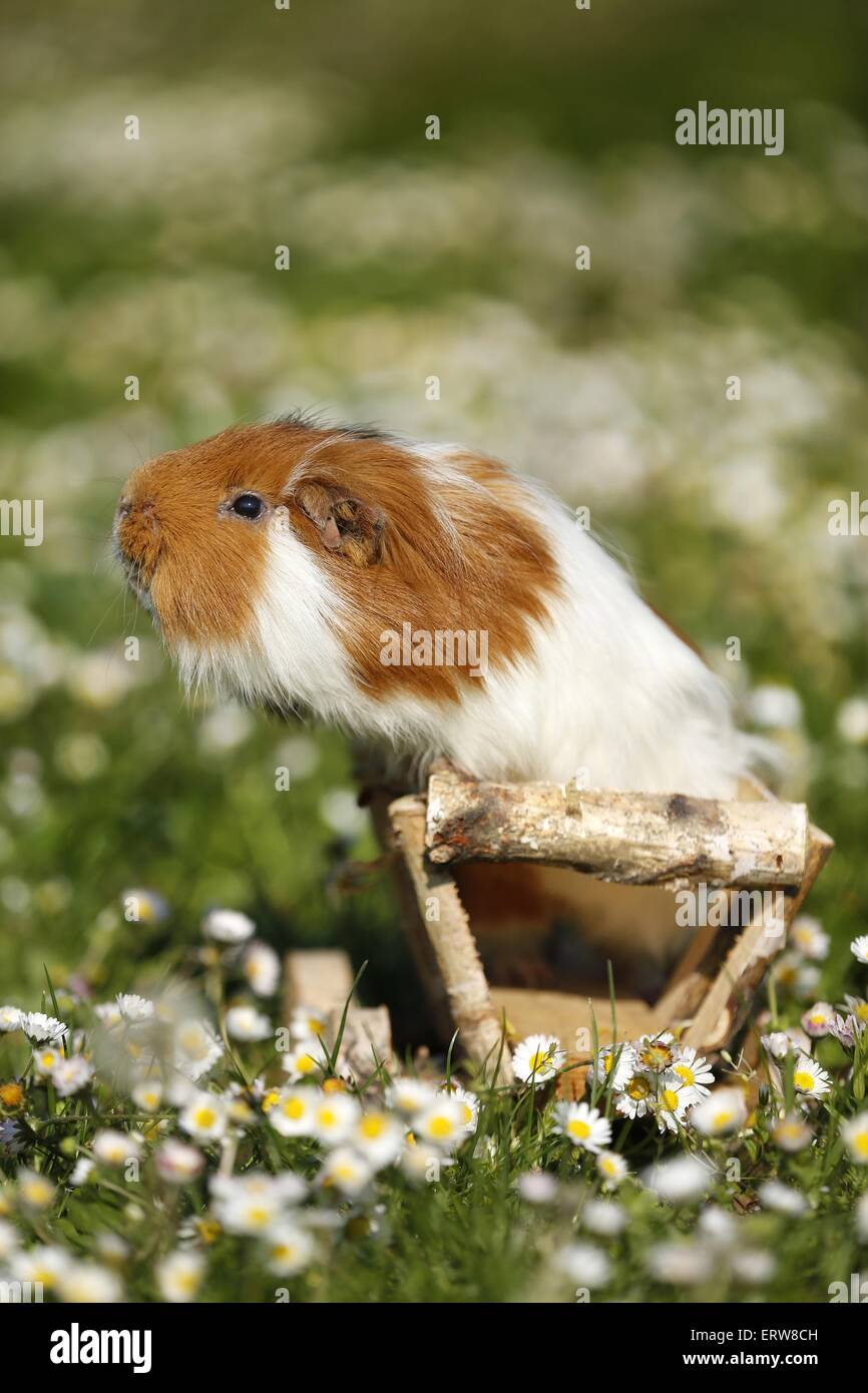 smooth-haired guinea pig Stock Photo - Alamy