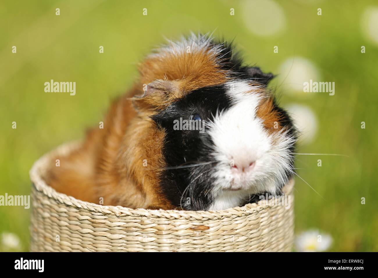Abyssinian guinea pig Stock Photo - Alamy
