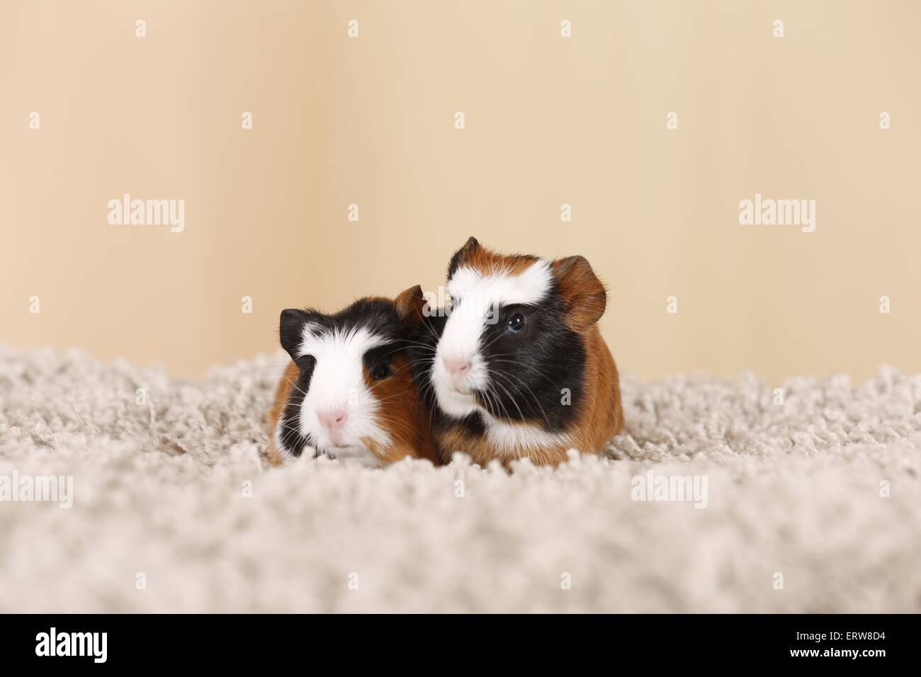 young smooth-haired guinea pigs Stock Photo - Alamy