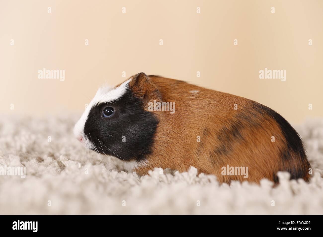 young smooth-haired guinea pigs Stock Photo - Alamy
