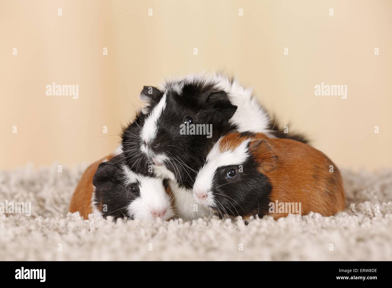 Abyssinian guinea pig Stock Photo - Alamy