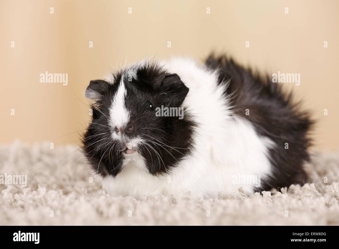 Black white abyssinian pet guinea hi-res stock photography and images ...
