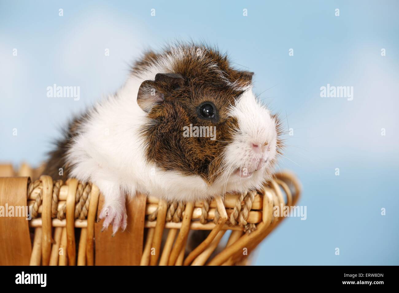 Abyssinian guinea pig Stock Photo - Alamy