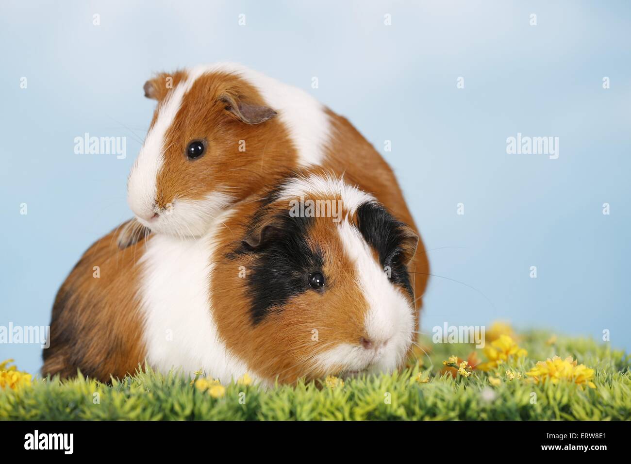 smooth-haired guinea pig Stock Photo - Alamy