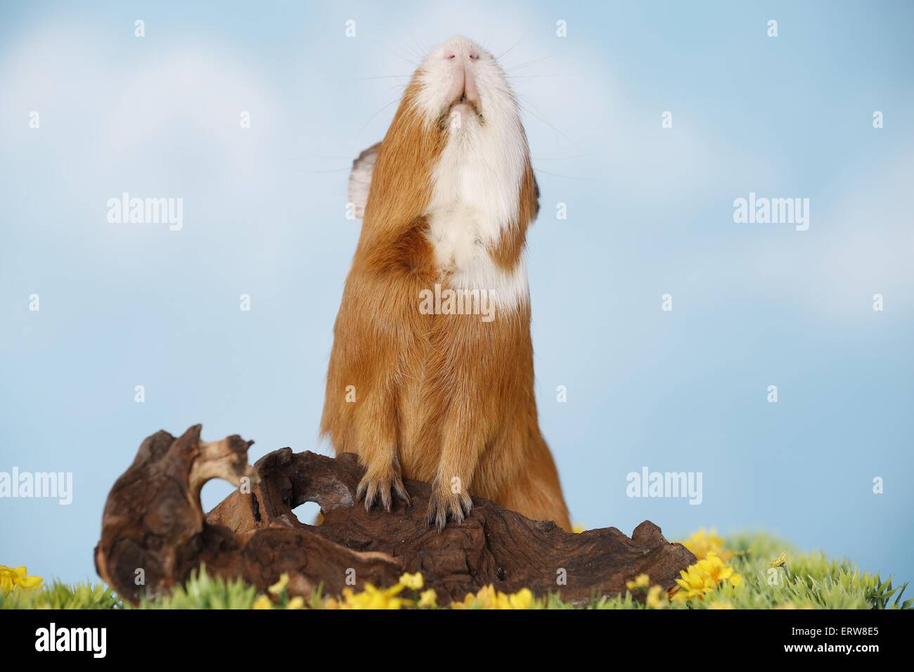 smooth-haired guinea pig Stock Photo - Alamy