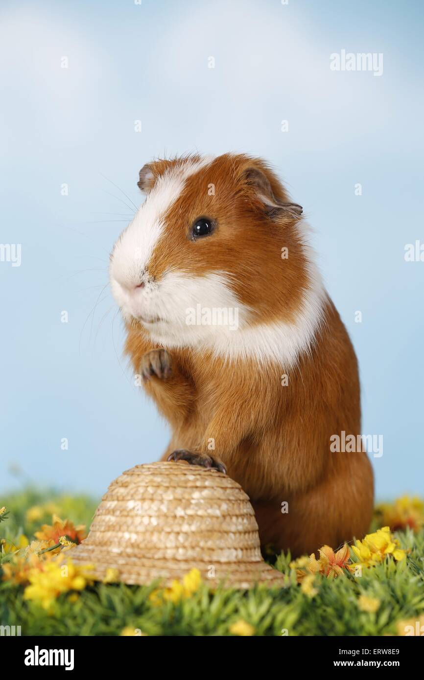 smooth-haired guinea pig Stock Photo - Alamy