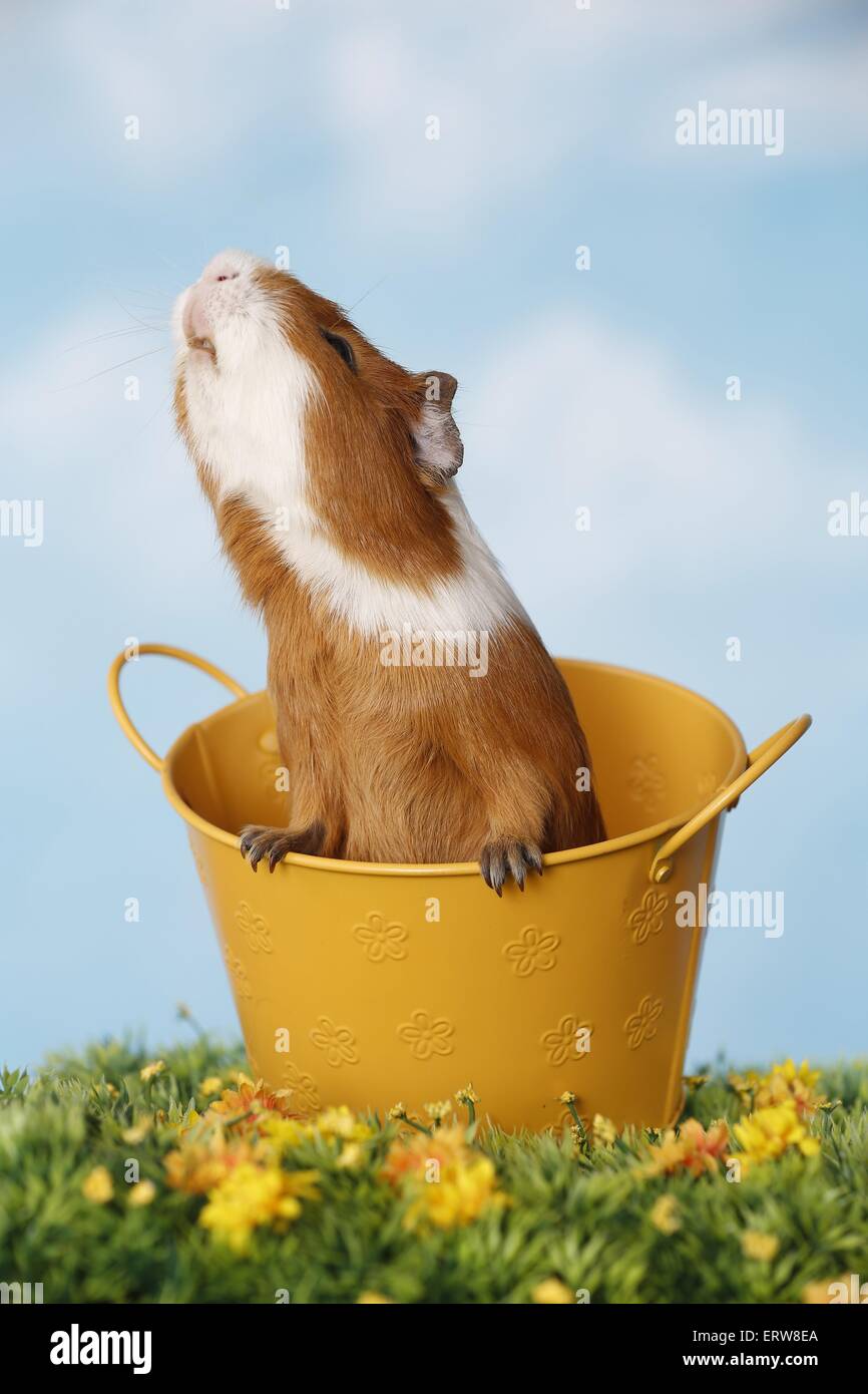 smooth-haired guinea pig Stock Photo - Alamy