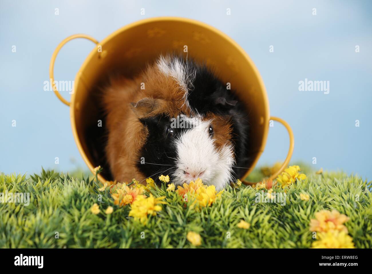 Abyssinian guinea pig Stock Photo - Alamy