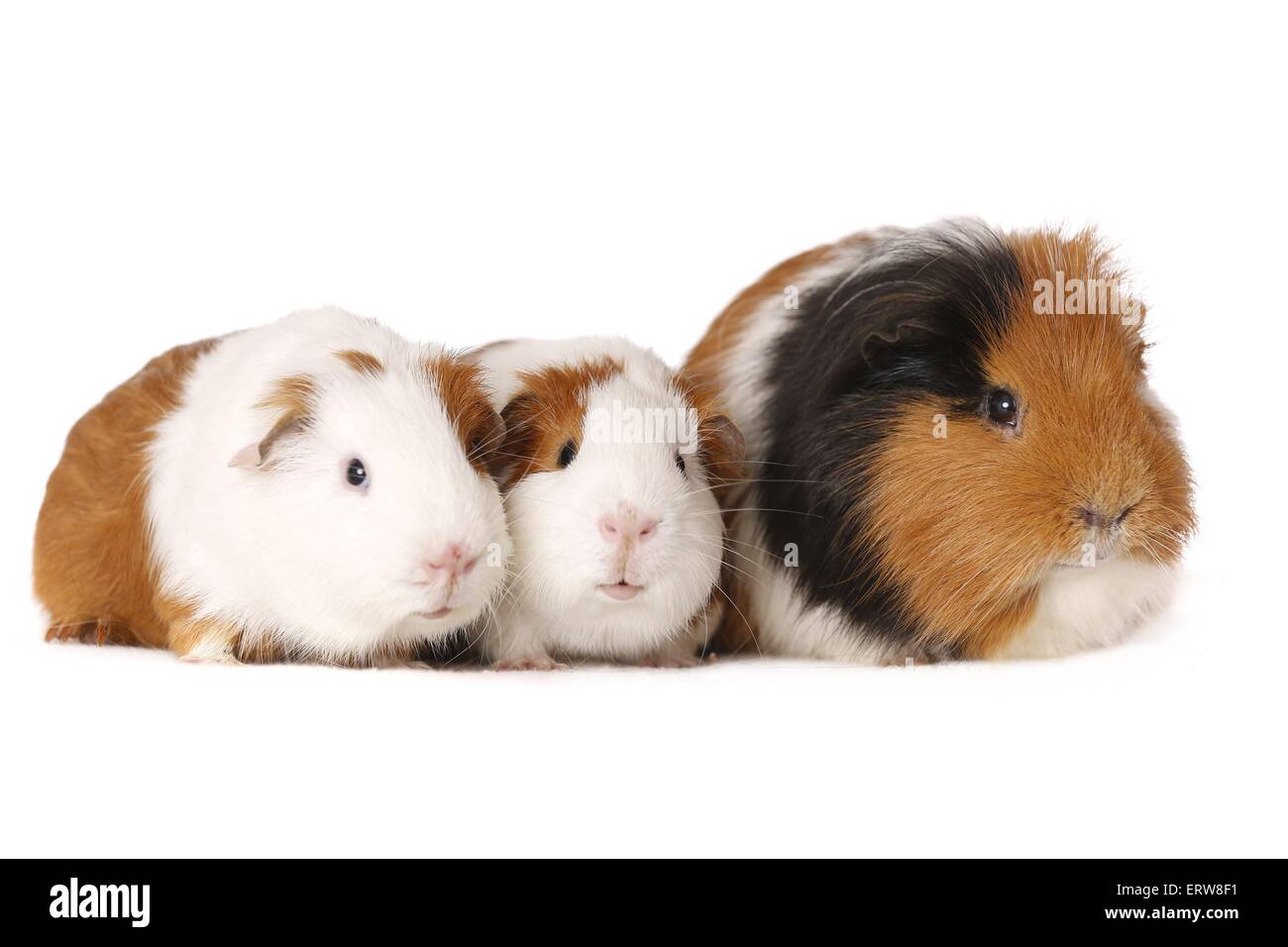 smooth-haired guinea pig Stock Photo - Alamy