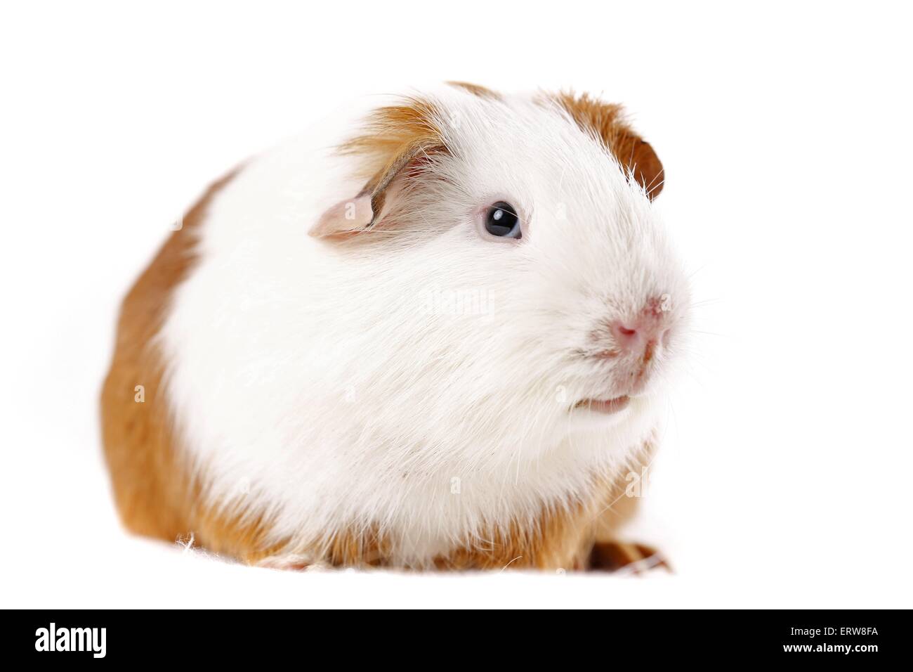 smooth-haired guinea pig Stock Photo - Alamy