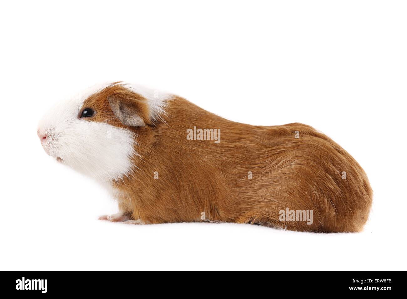 smooth-haired guinea pig Stock Photo - Alamy
