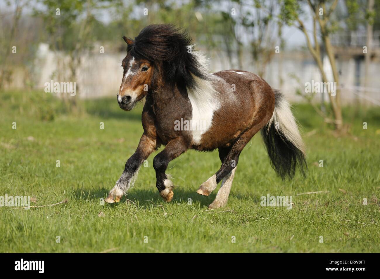 running Shetland Pony Stock Photo - Alamy