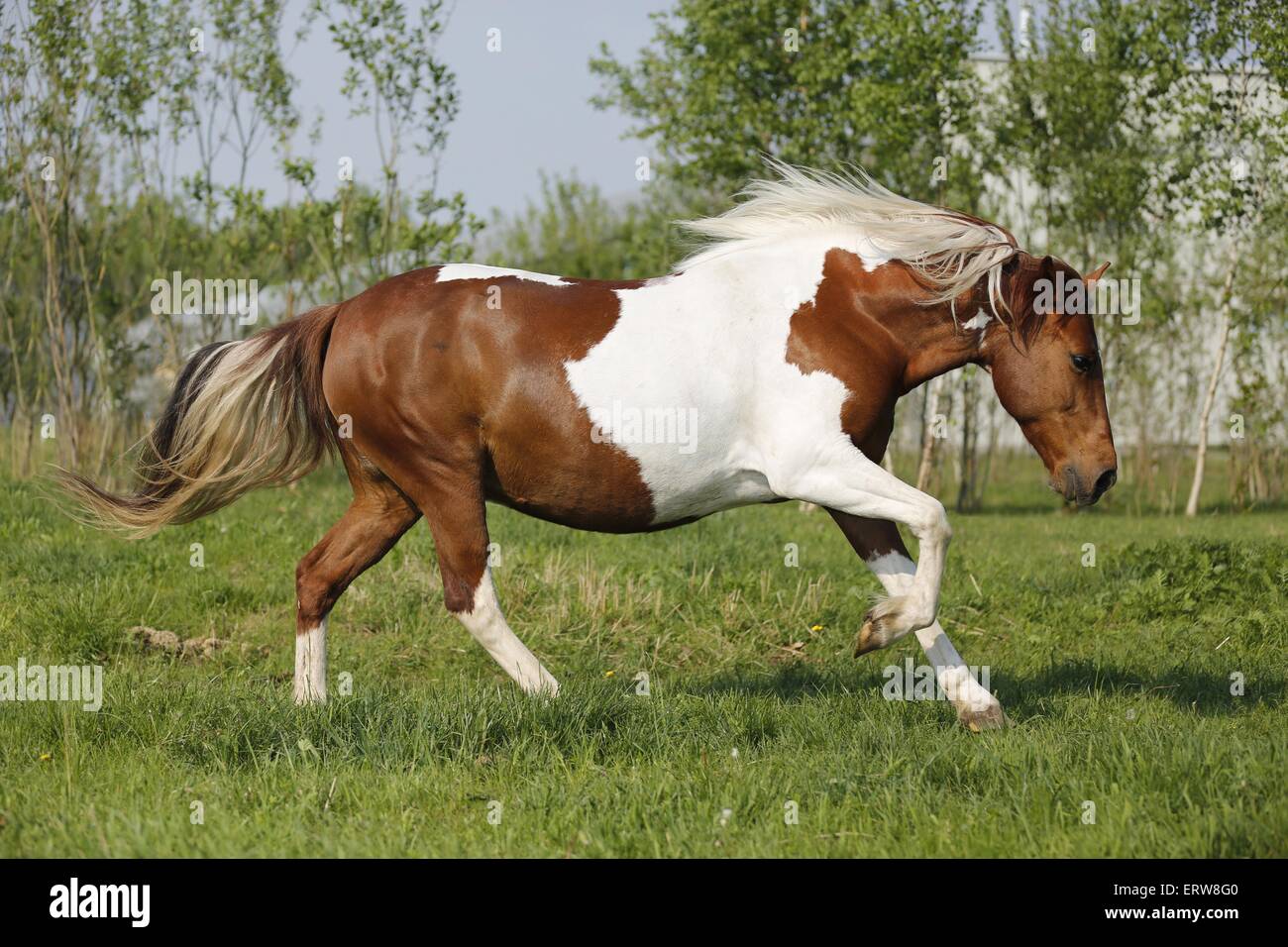 Sunny pinto hi-res stock photography and images - Alamy