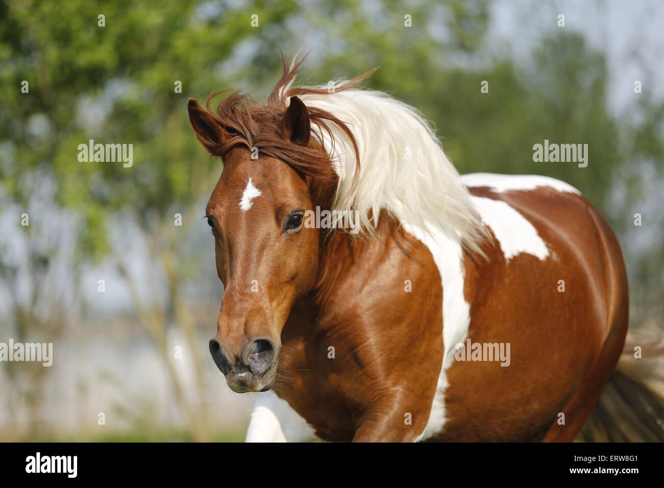 Sunny pinto hi-res stock photography and images - Alamy